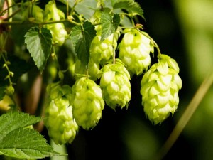 Apyniai: jauno derliaus alus | Alus alus
